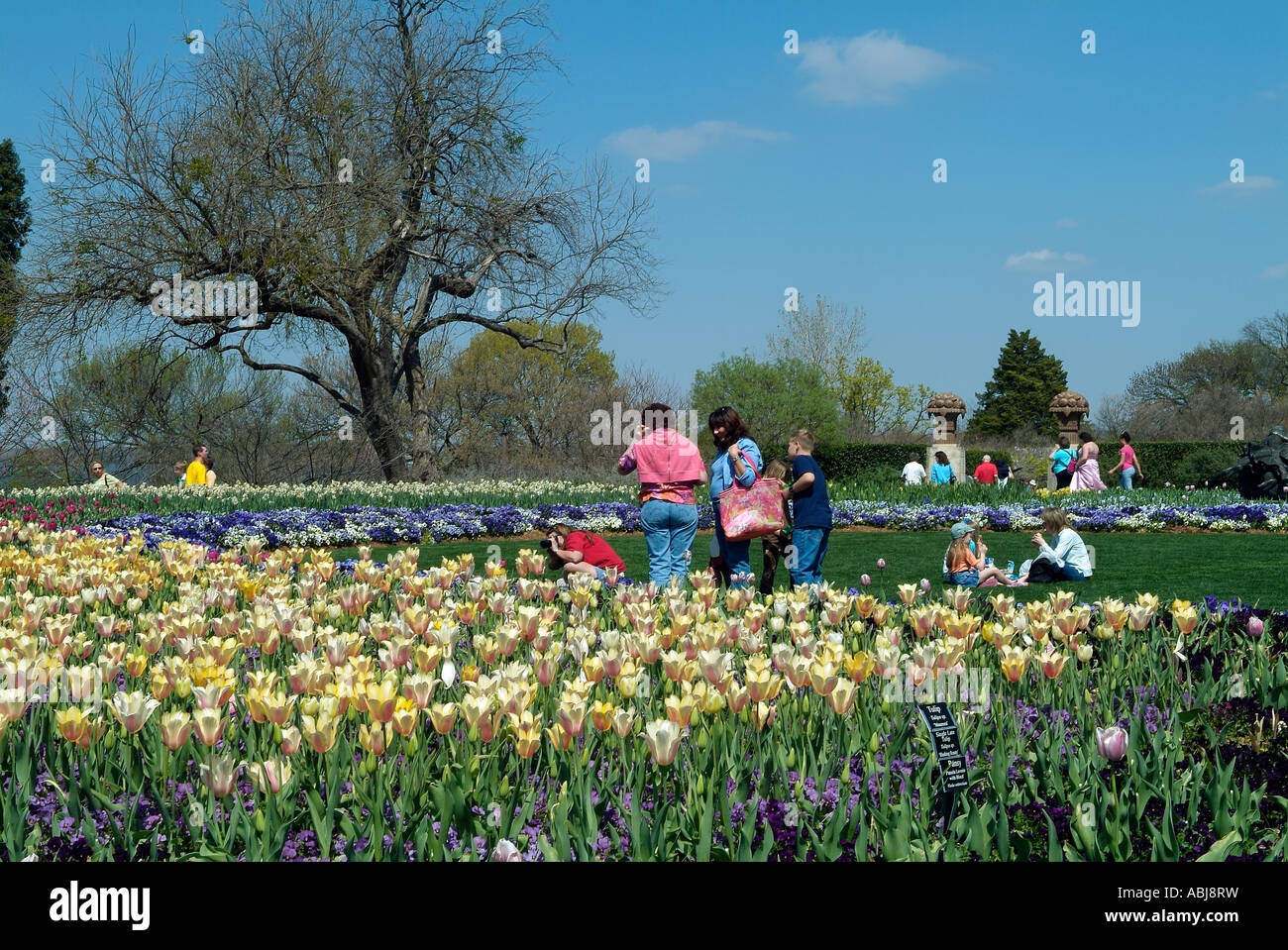 Field of tulips in the Dallas Arboretum Park Stock Photo - Alamy
