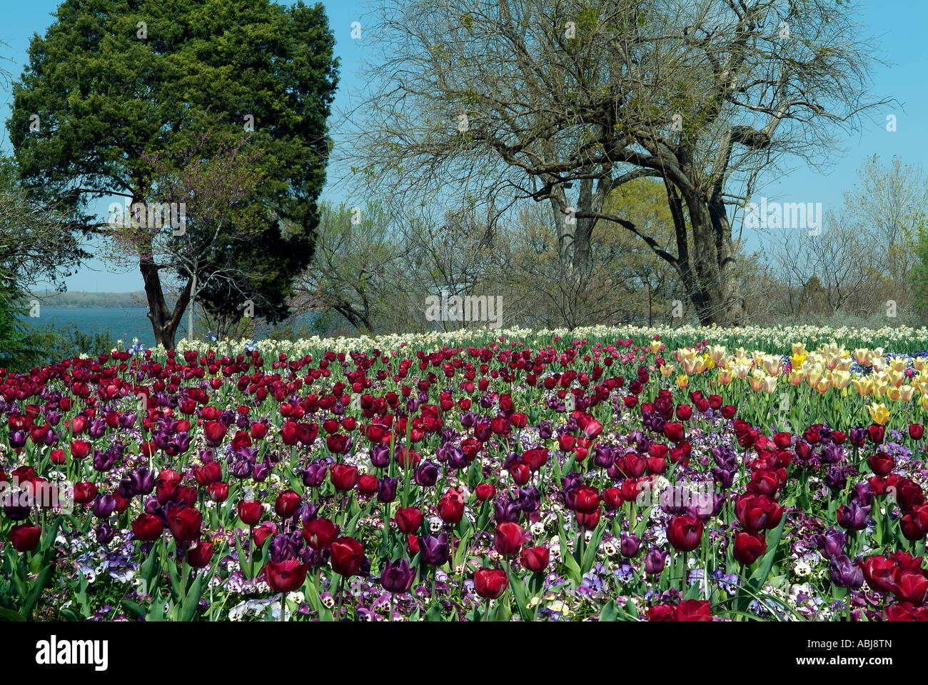 Tulips field texas hi-res stock photography and images - Alamy