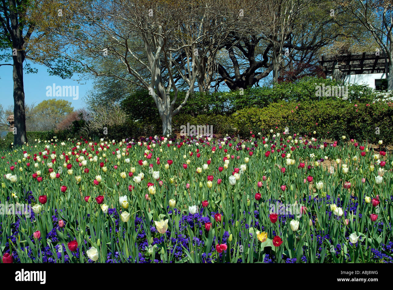 Field of tulips in the Dallas Arboretum Park Stock Photo - Alamy