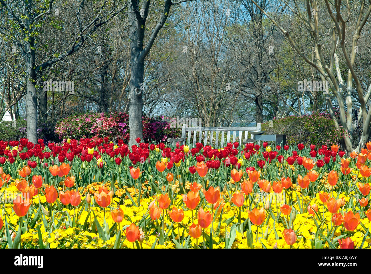 Field of tulips in the Dallas Arboretum Park Stock Photo - Alamy