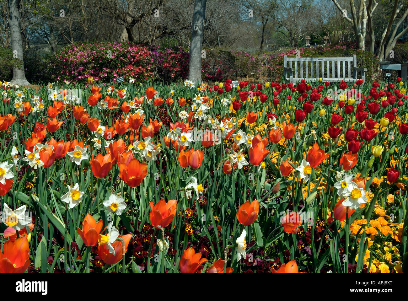 Field of tulips in the Dallas Arboretum Park Stock Photo - Alamy