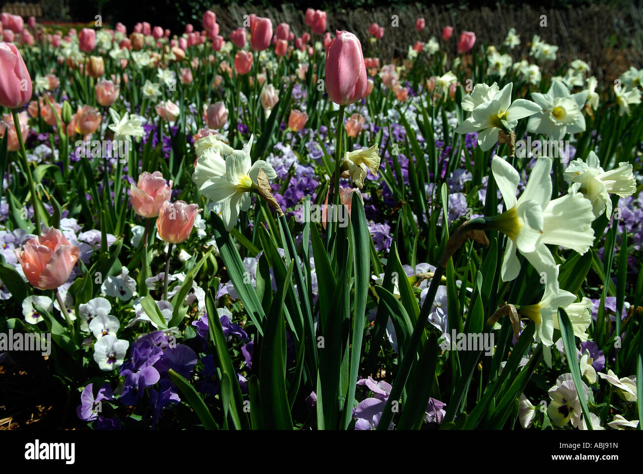 Tulips field texas hi-res stock photography and images - Alamy