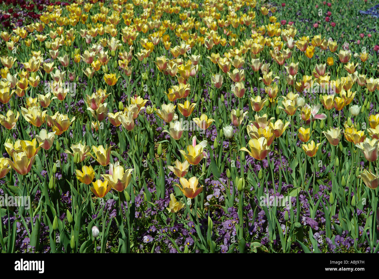 Field of tulips in the Dallas Arboretum Park Stock Photo - Alamy
