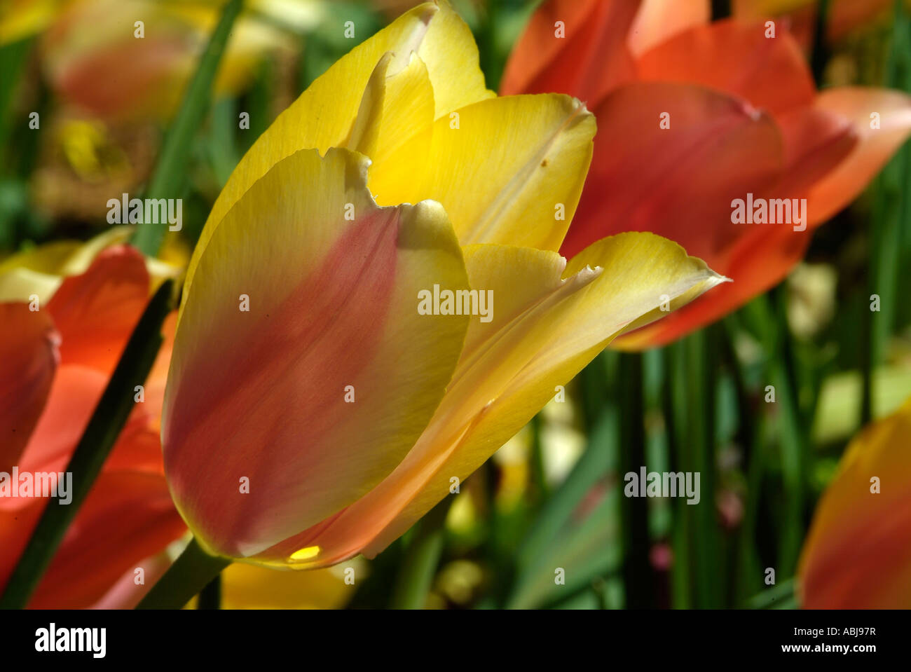Two-coloured tulip species, Dallas Arboretum Park Stock Photo - Alamy