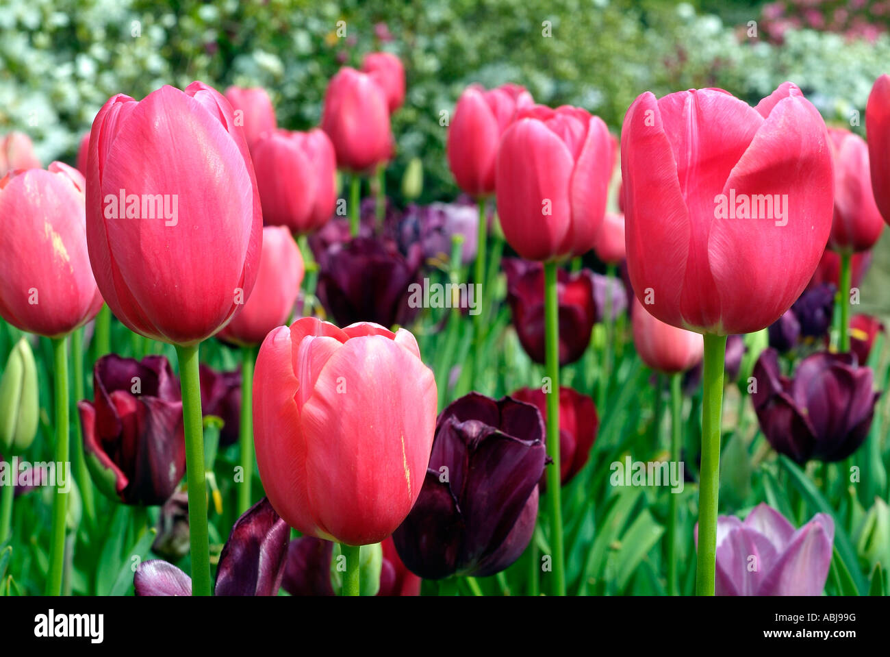 Tulips field texas hi-res stock photography and images - Alamy
