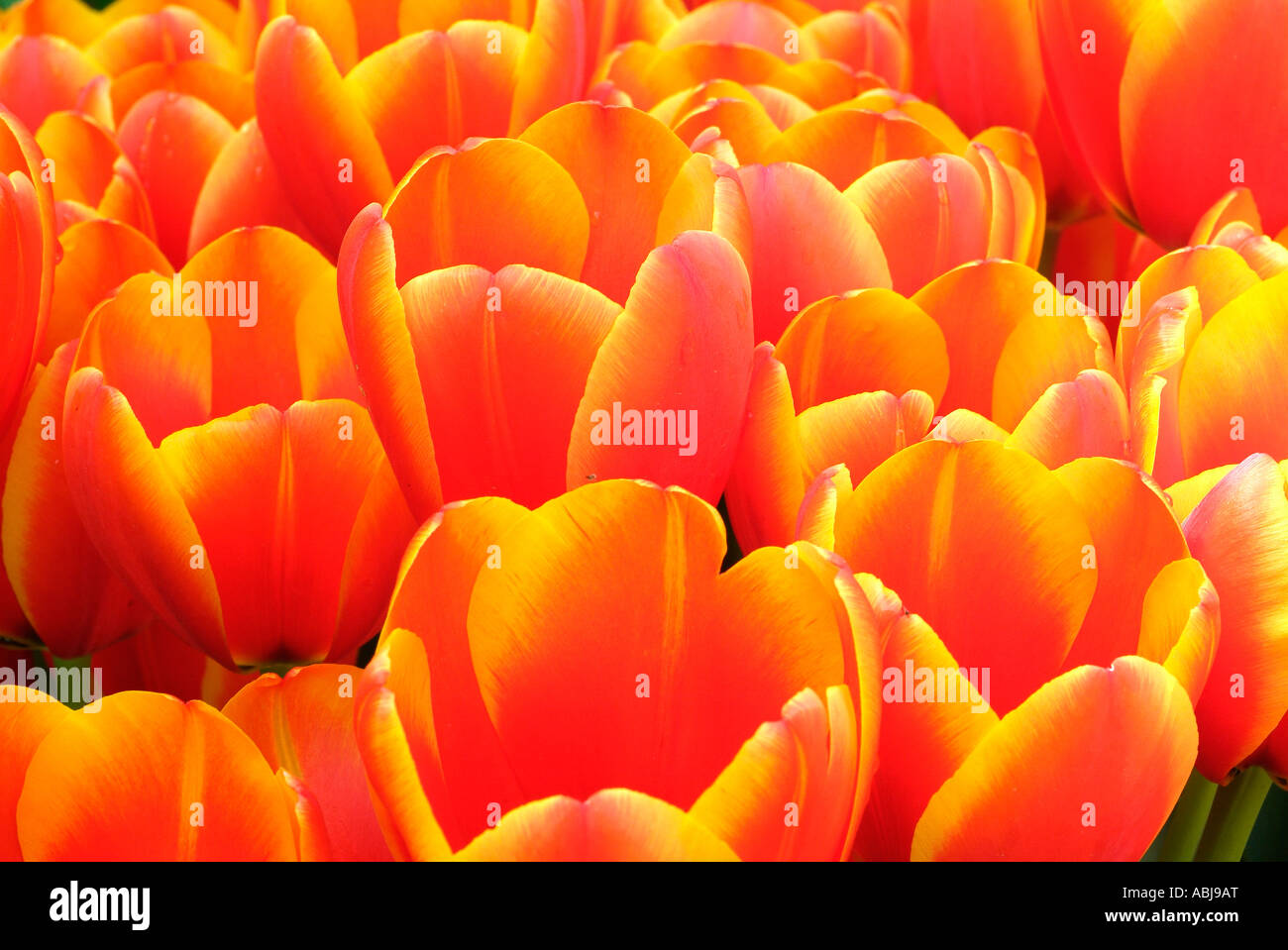 Field of two-colored tulips in the Dallas Arboretum Park Stock Photo ...