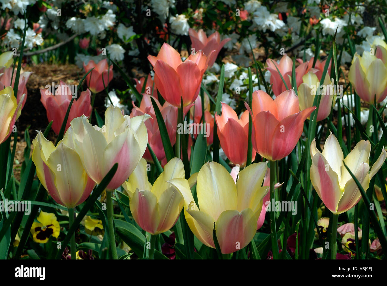 Field of two-colored tulips in the Dallas Arboretum Park Stock Photo ...