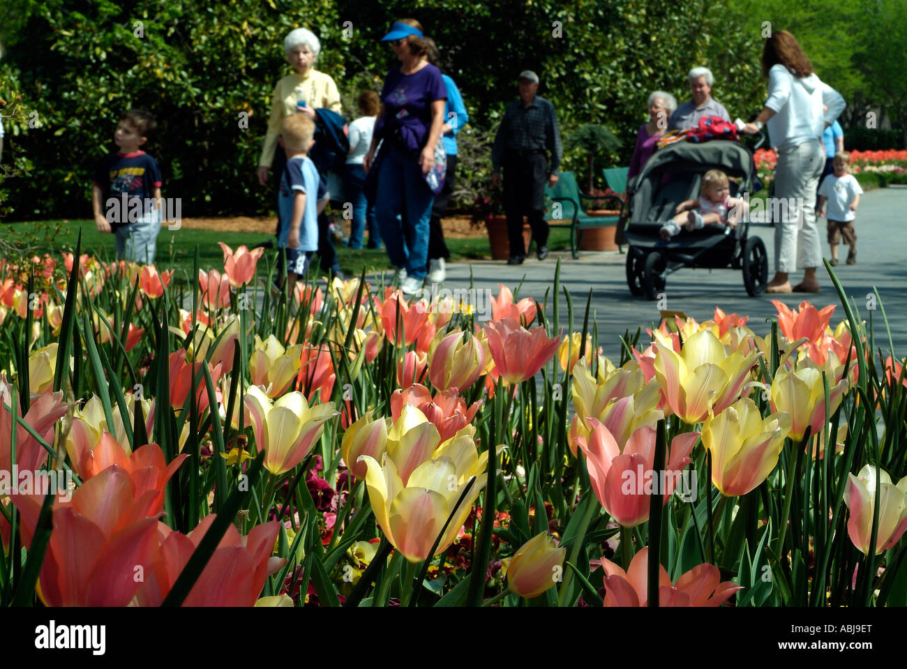 Dallas texas arboretum tulip hi-res stock photography and images - Alamy