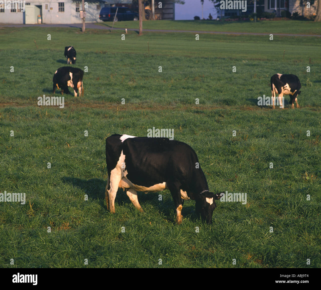 Lactating cows hi-res stock photography and images - Alamy