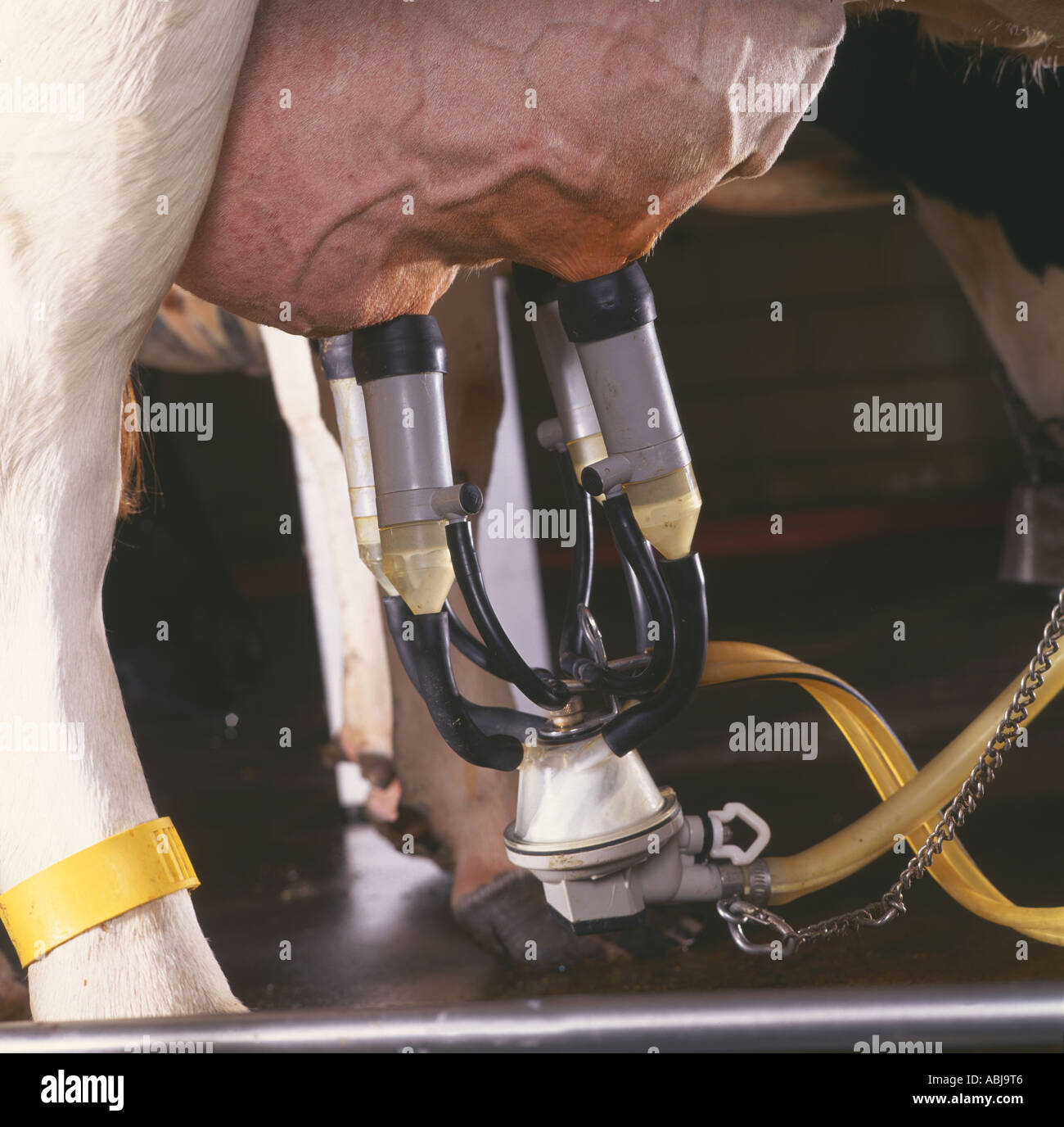 Holstein cow being milked hi-res stock photography and images - Alamy