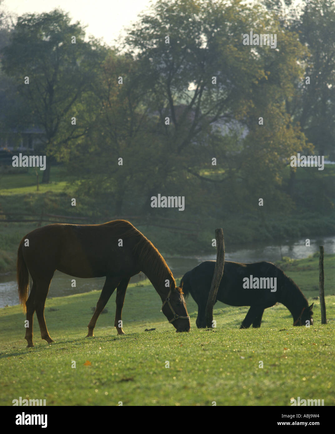 Lancaster farm animals hi-res stock photography and images - Alamy