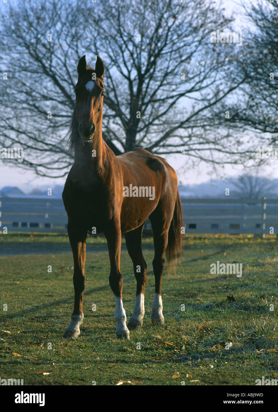 Horse Facing Front High Resolution Stock Photography and Images - Alamy