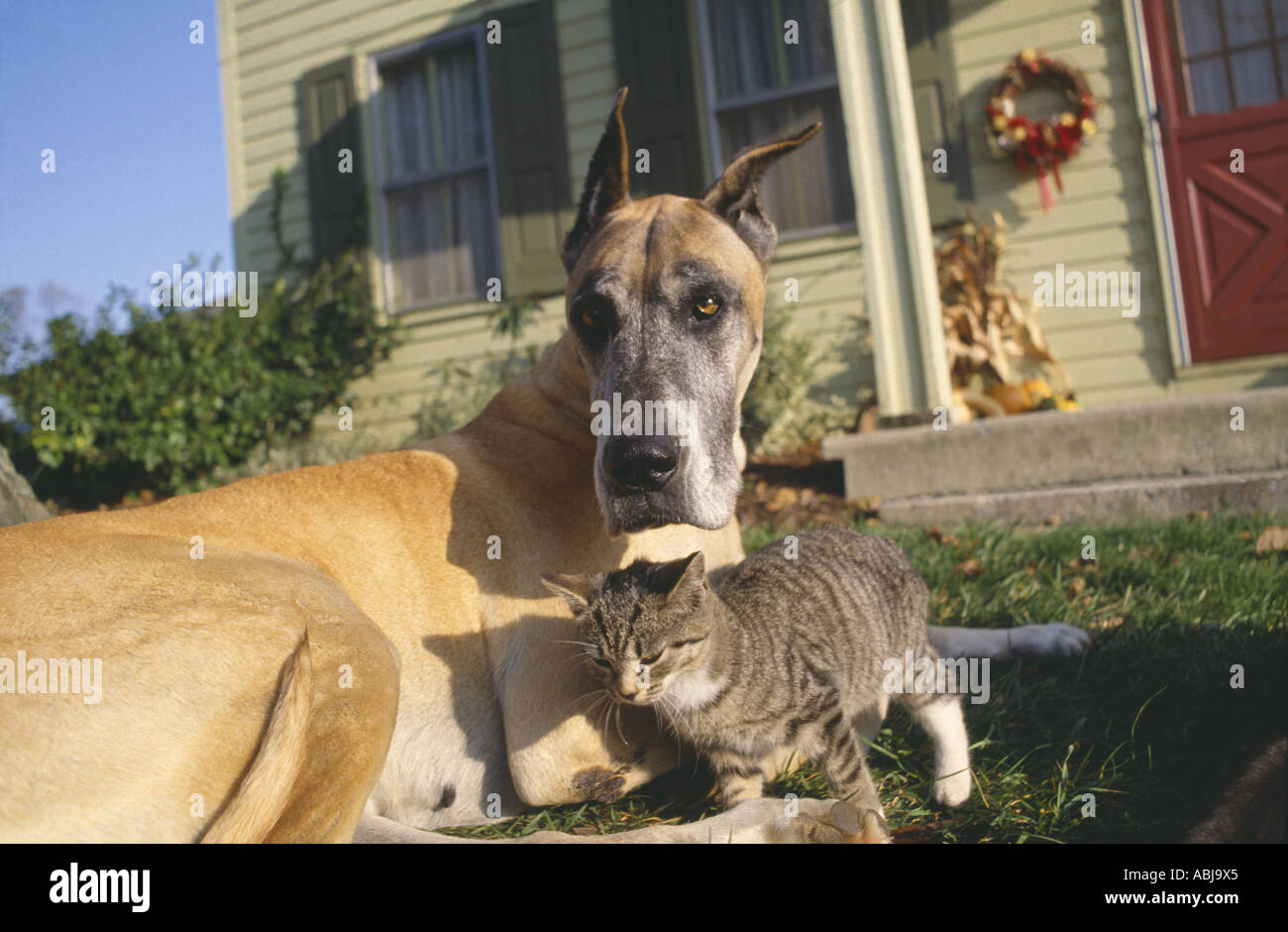 Great Dane And Cat