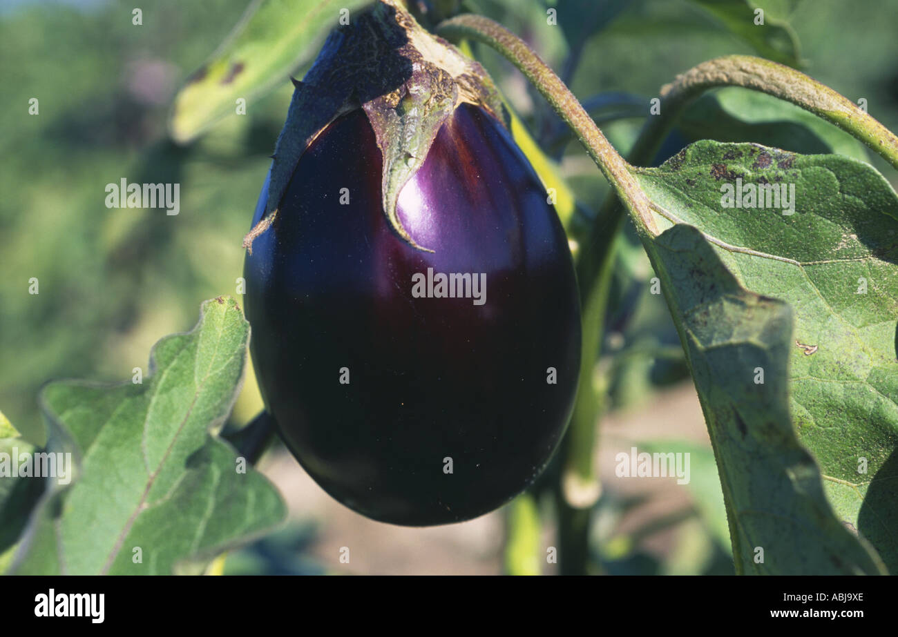 Single eggplant vegetable hanging hi-res stock photography and images ...