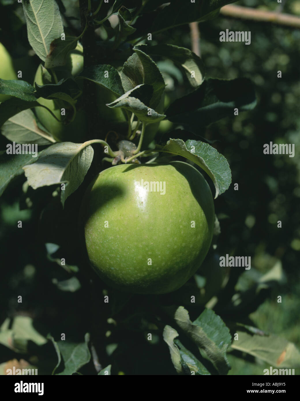 Washington apple branch hi-res stock photography and images - Alamy