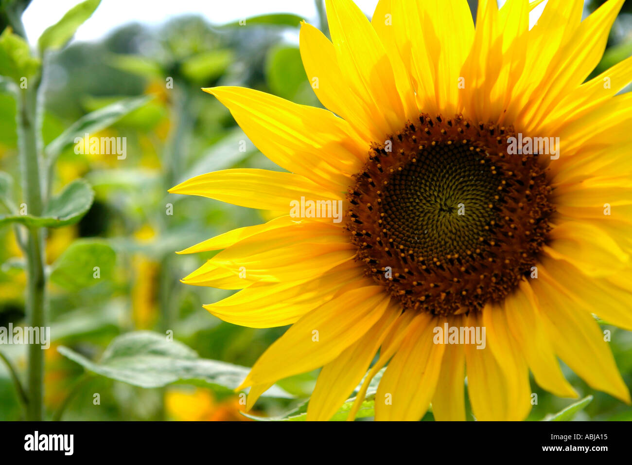 Sunflower stems stalk hi-res stock photography and images - Alamy