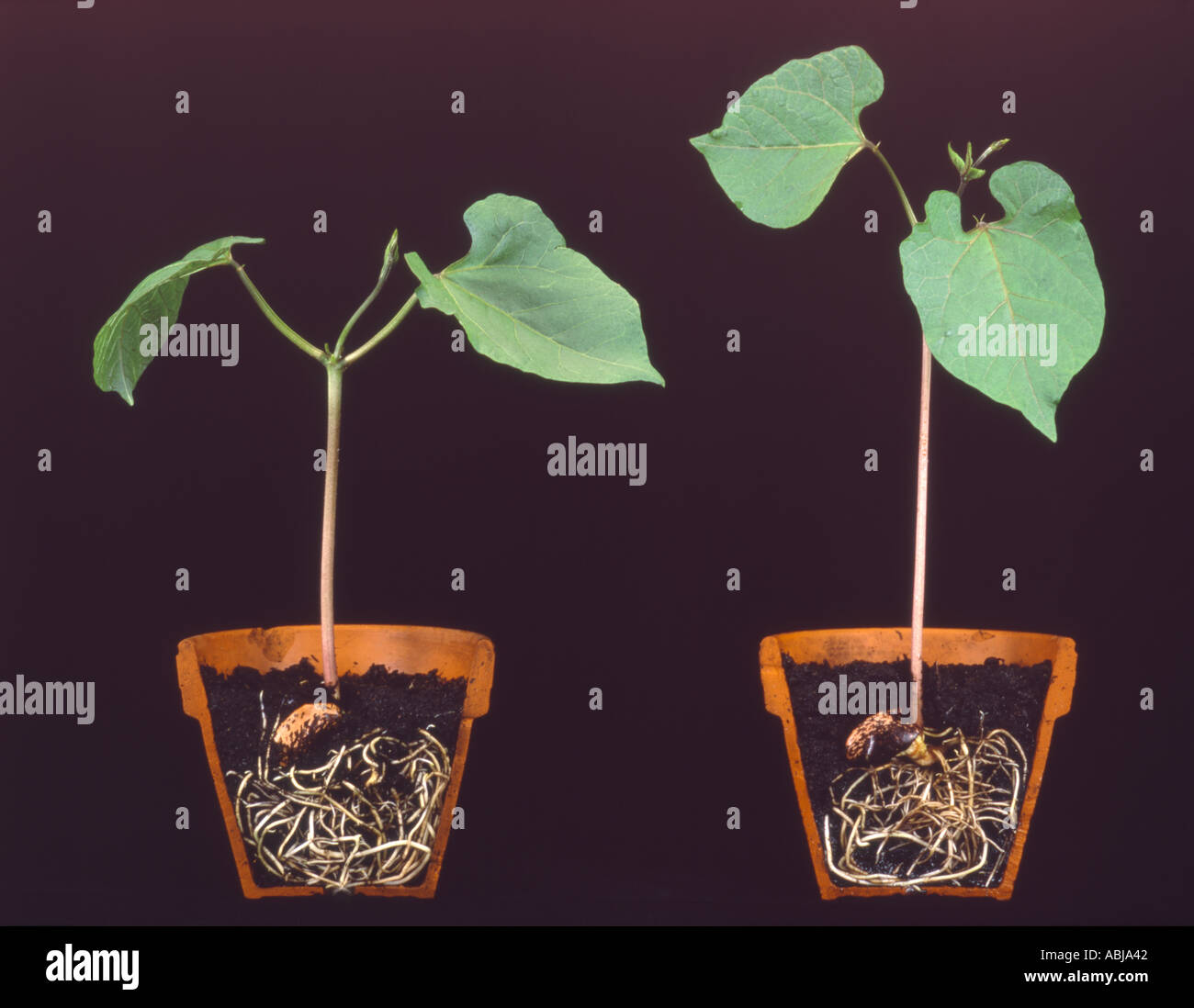 Runner Bean Roots High Resolution Stock Photography and Images - Alamy