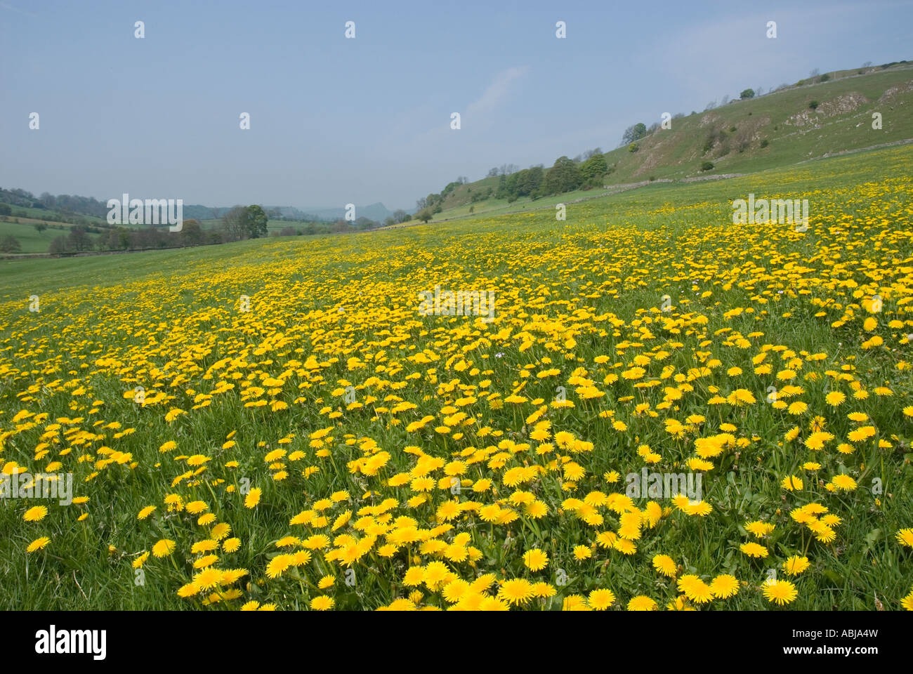 Dandelion Meadow, Hartington, Dove Valley, Peak District, Derbyshire ...