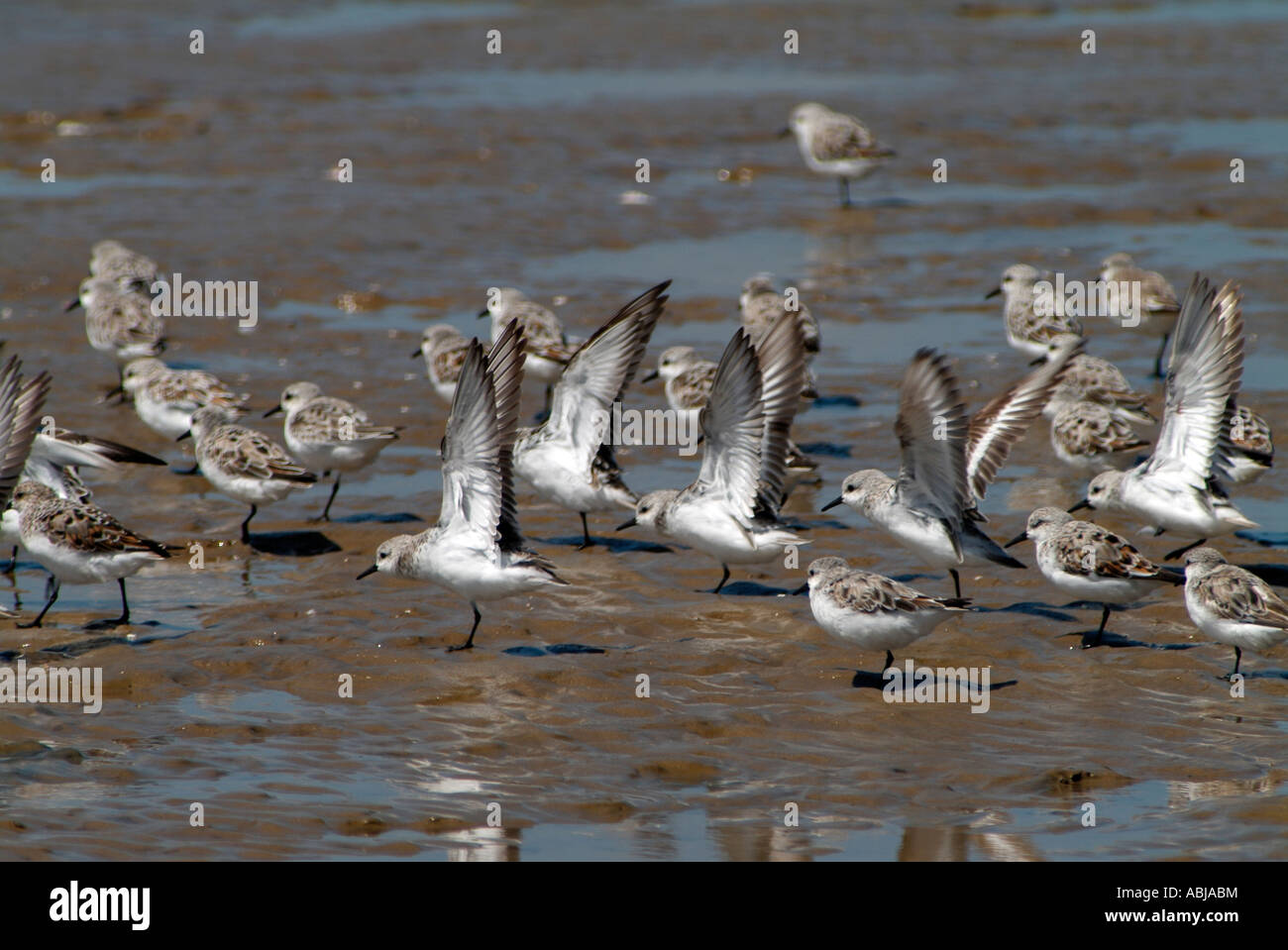 Sandpipers gathering in Bolivar peninsula Stock Photo - Alamy