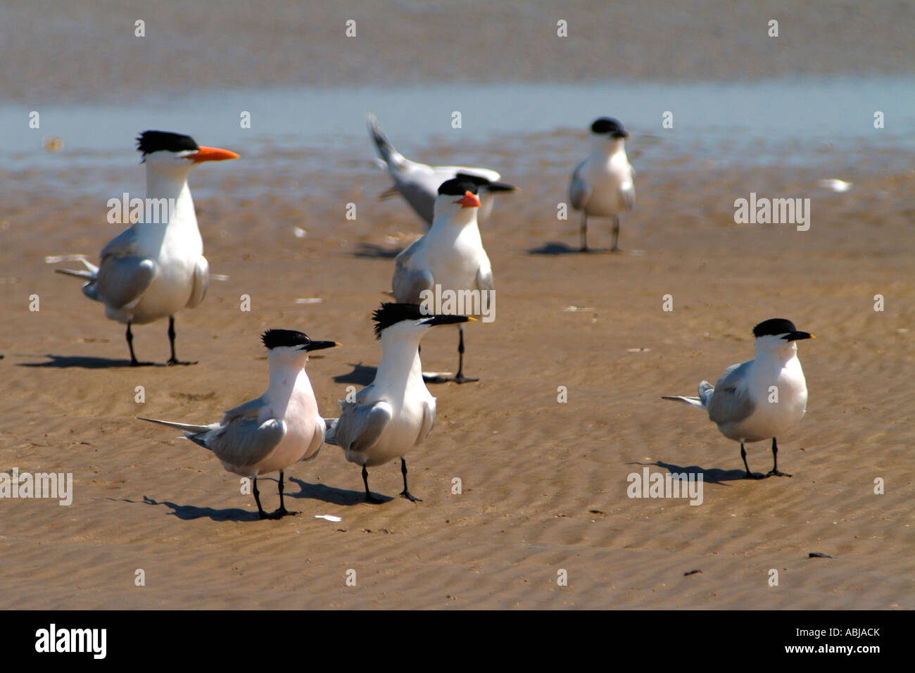 Birds gathering in shallow hi-res stock photography and images - Alamy