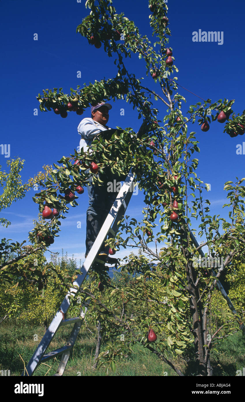 Pear tree with ladder hi-res stock photography and images - Alamy