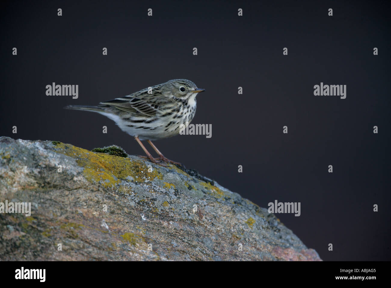MEADOW PIPIT Anthus pratensis Scotland Stock Photo - Alamy