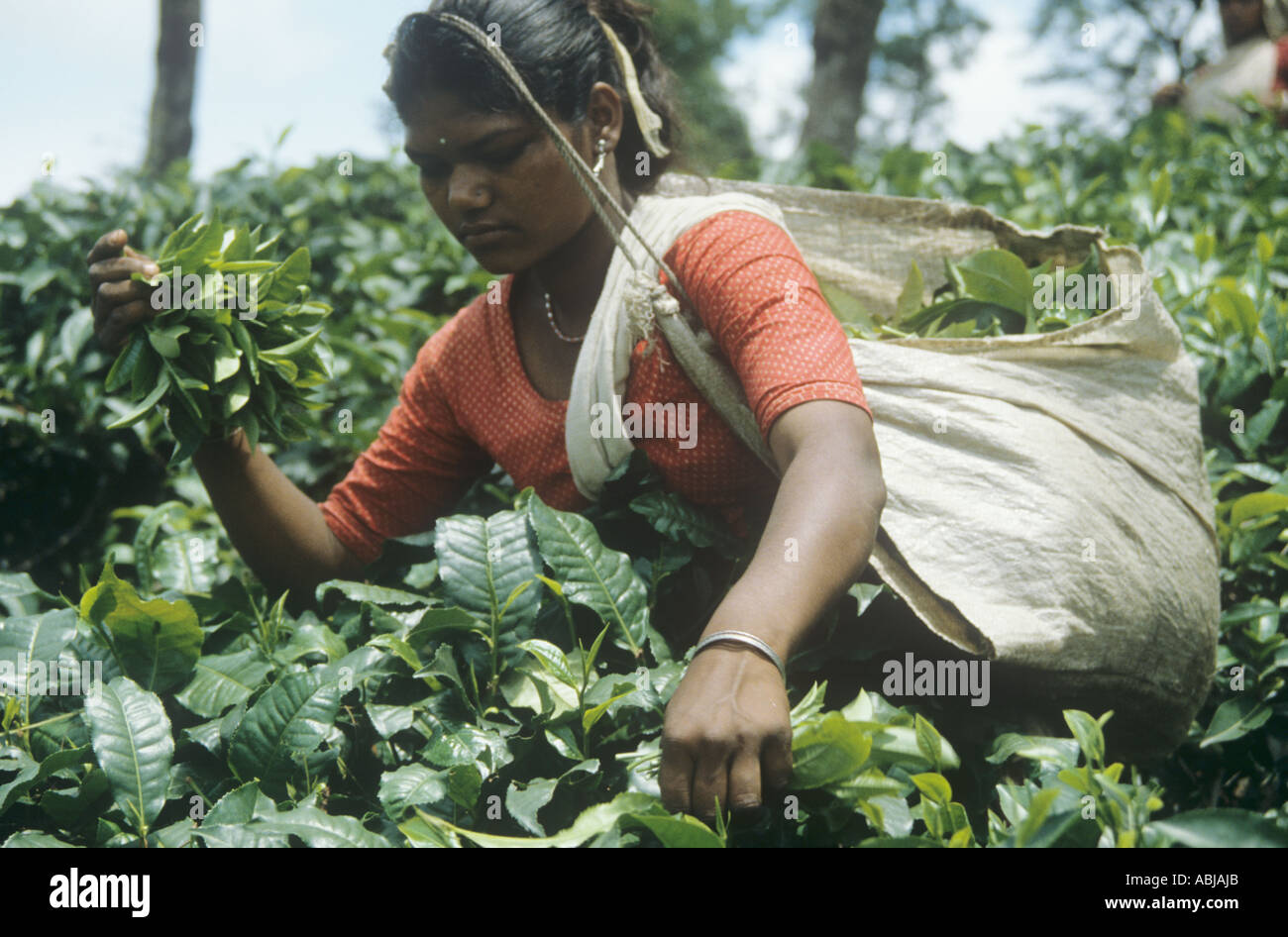 Female tea picker in hi-res stock photography and images - Alamy