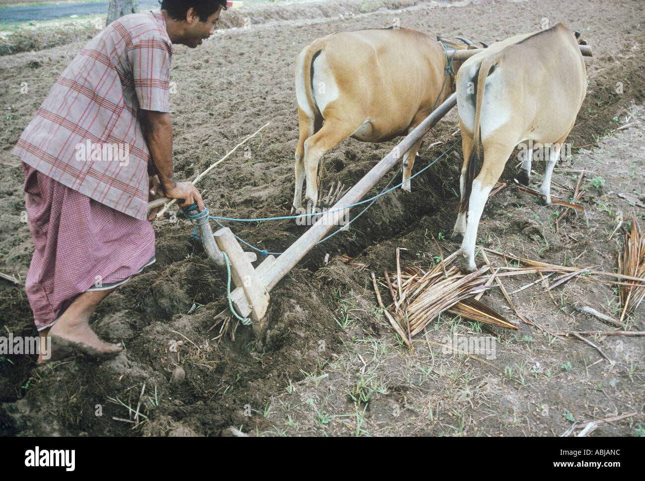 Ox Drawn Farming Implements