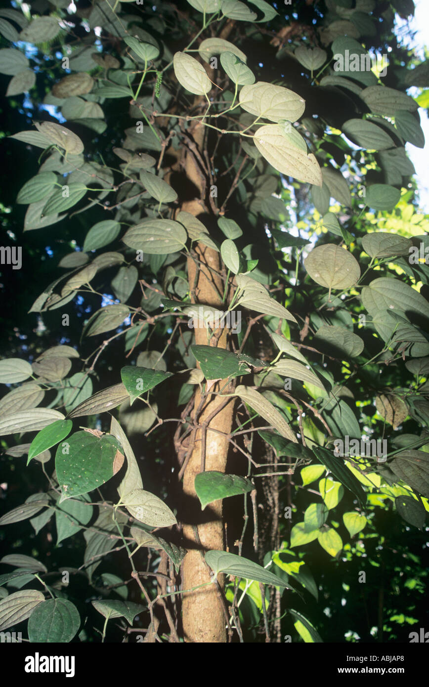 Pepper vine (Pipe nigrum) winding up a support in a spice garden in Sri ...