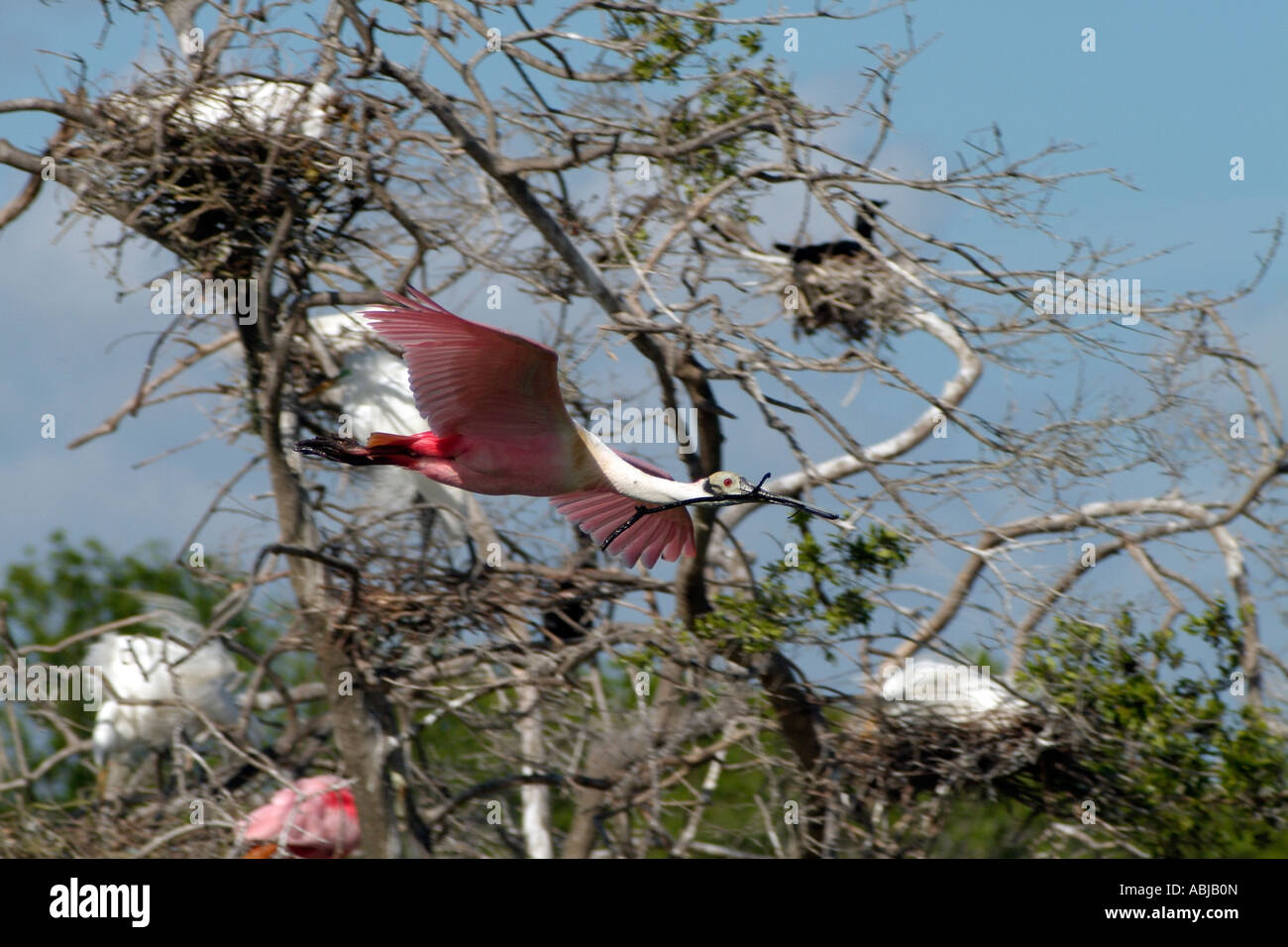 Roseate spoonbill flying with a stick of wood in the beak Stock Photo ...