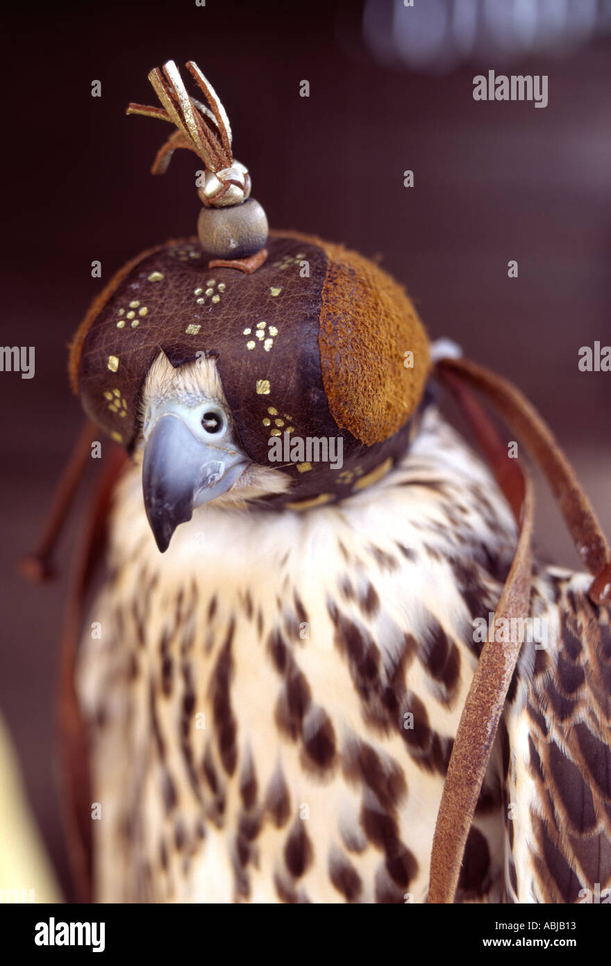 falcon headshot close hood bird prey beak saka Stock Photo - Alamy