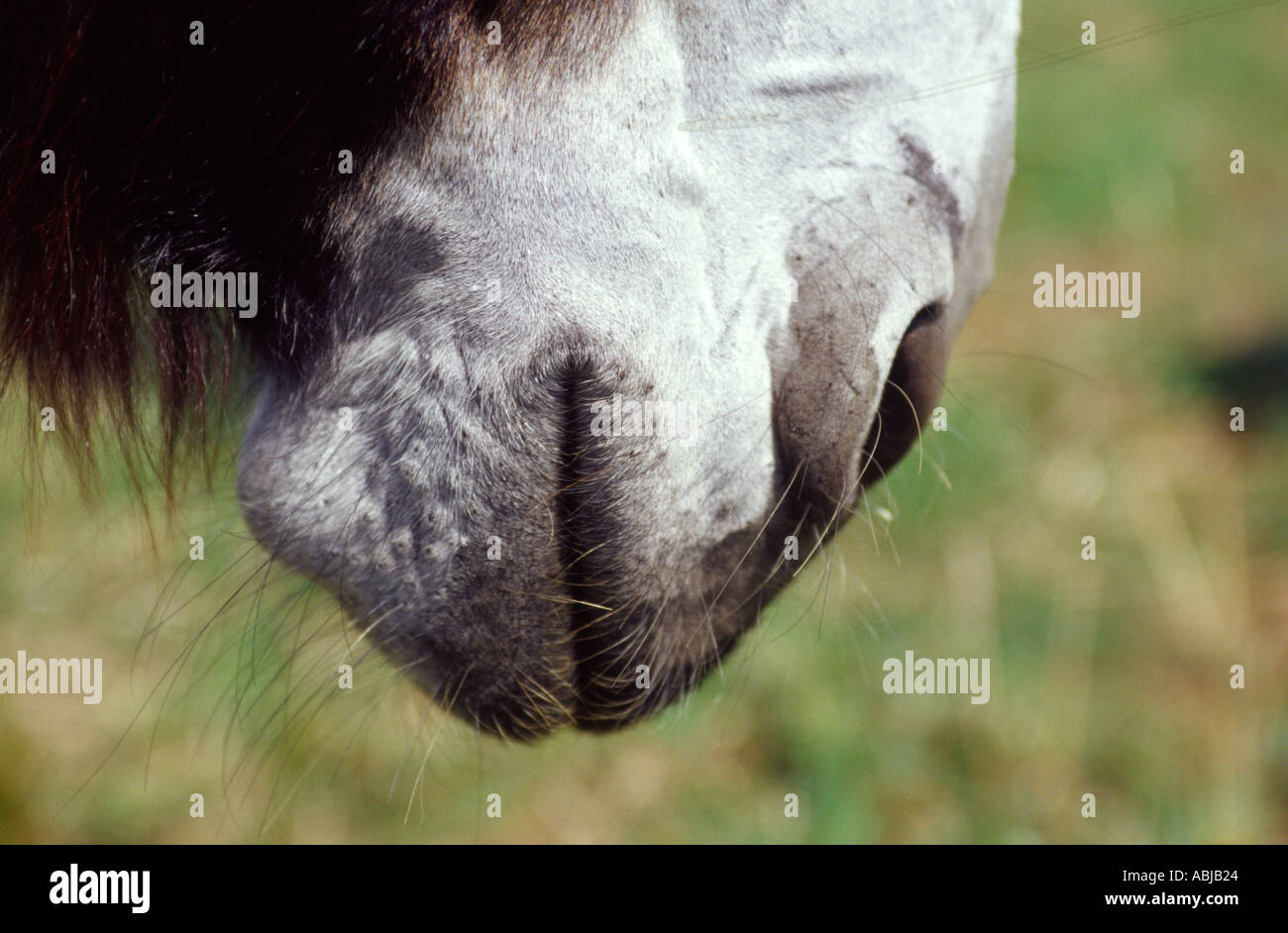 mouth and nose of donkey hair Stock Photo - Alamy