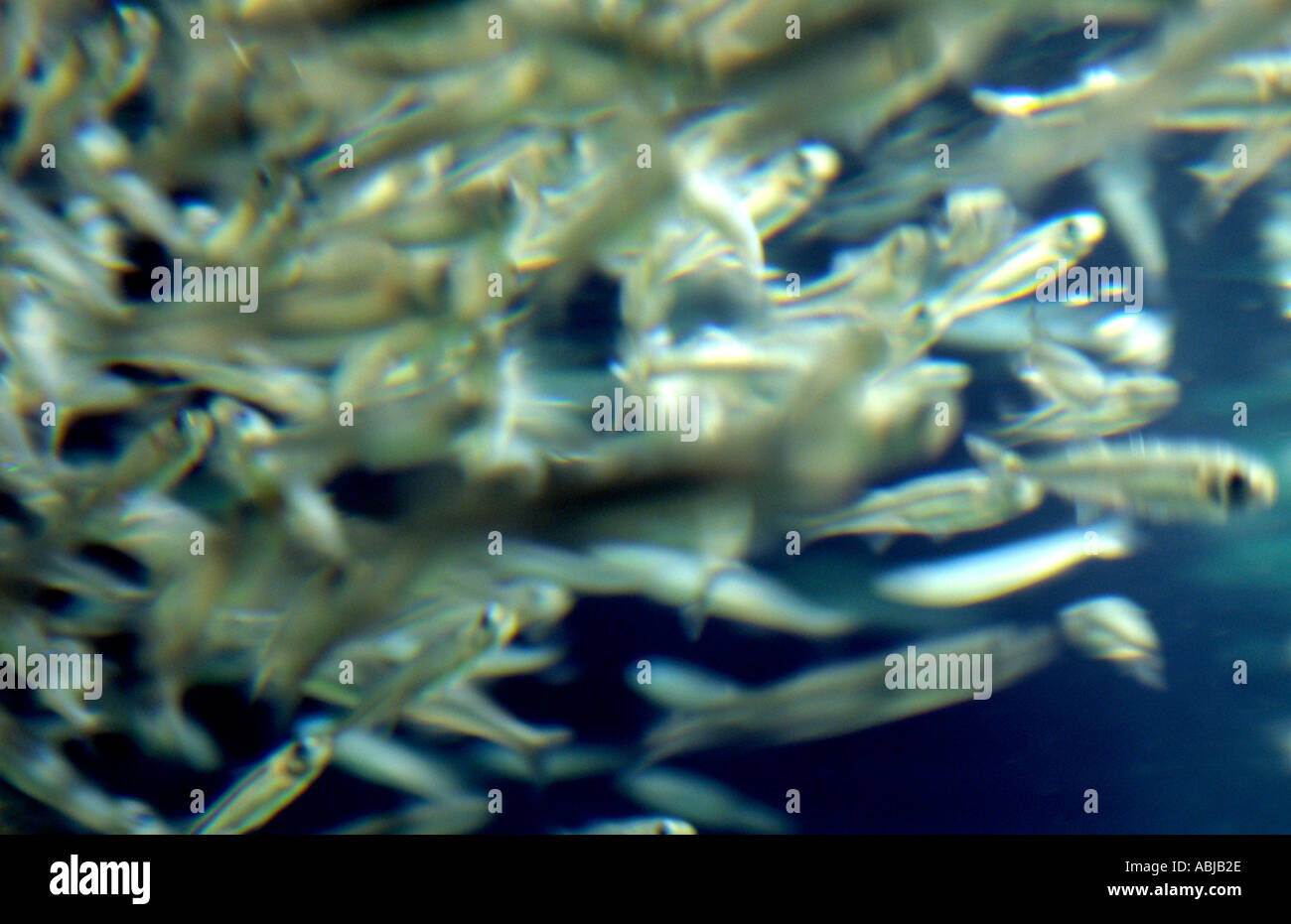 Frantic swimming hi-res stock photography and images - Alamy