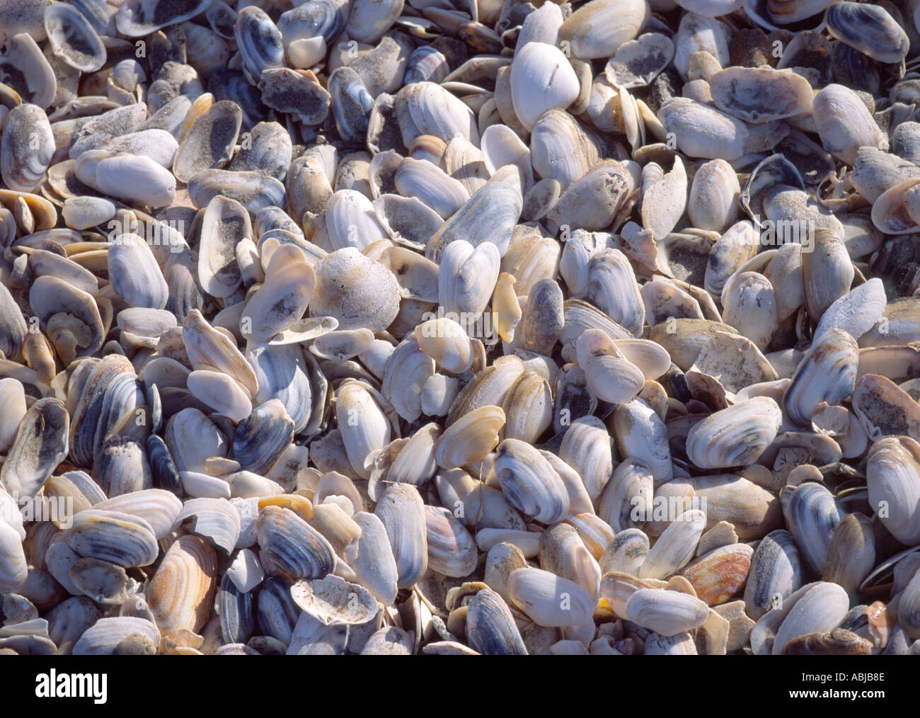 Pipi shells at the beach hi-res stock photography and images - Alamy