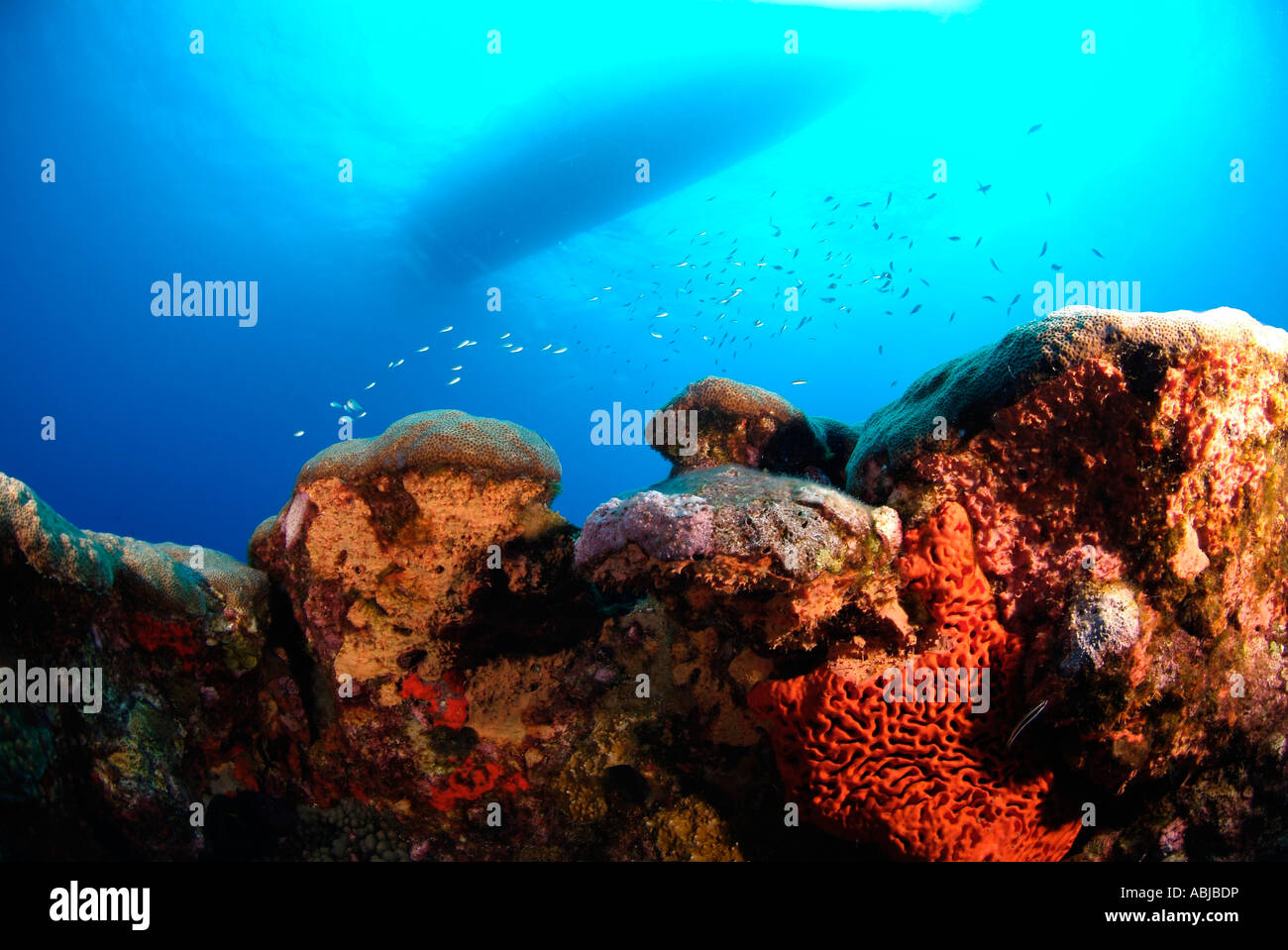 Coral scenery in the Gulf of Mexico off Texas Stock Photo - Alamy