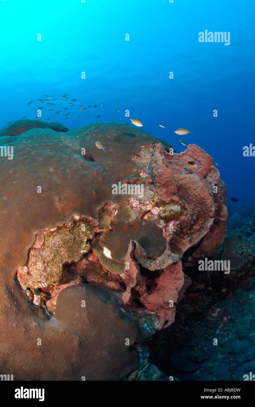 Coral scenery in the Gulf of Mexico off Texas Stock Photo - Alamy