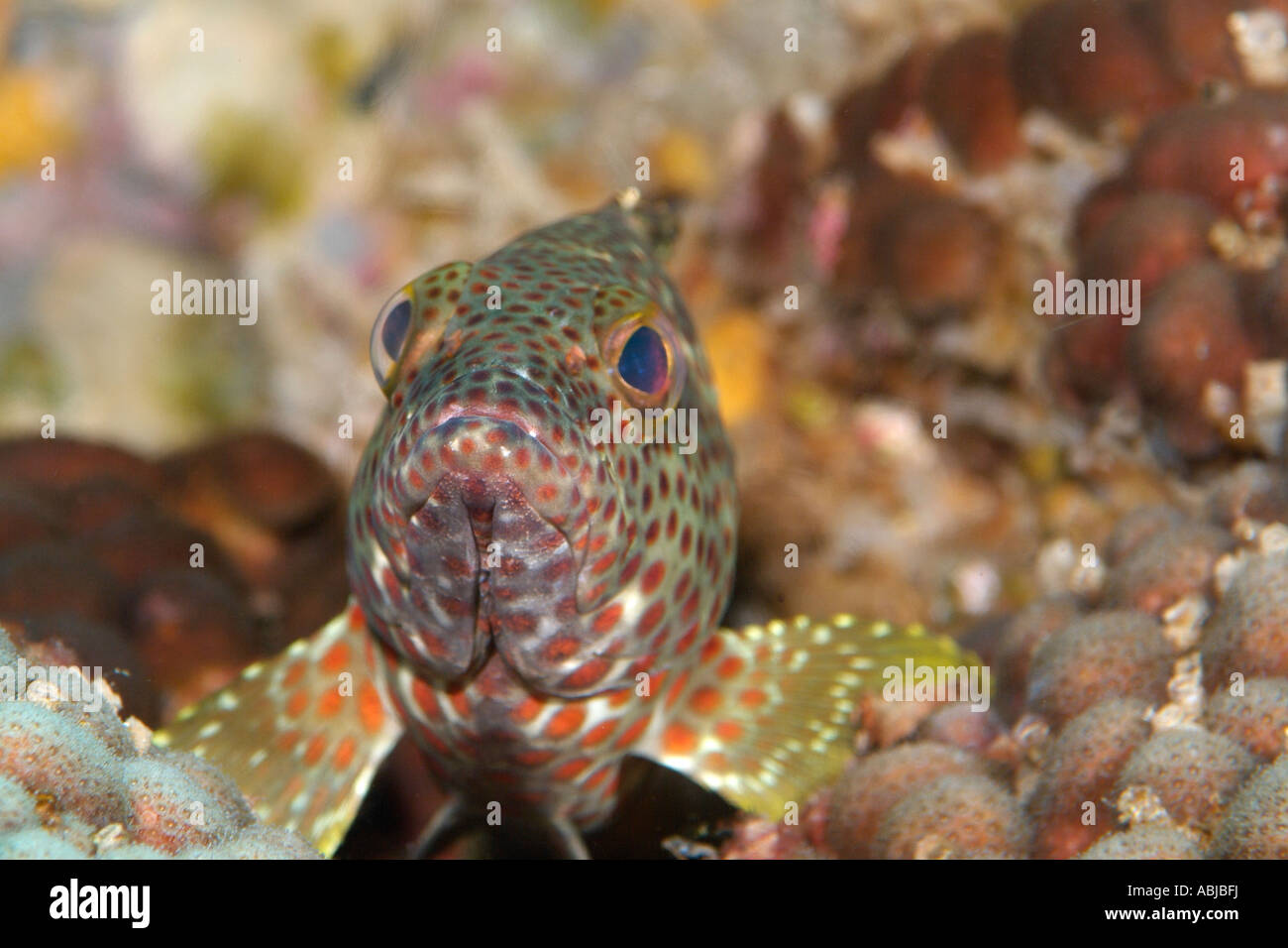 Rock hind grouper in Stetson Bank in the Gulf of Mexico, Texas Stock ...