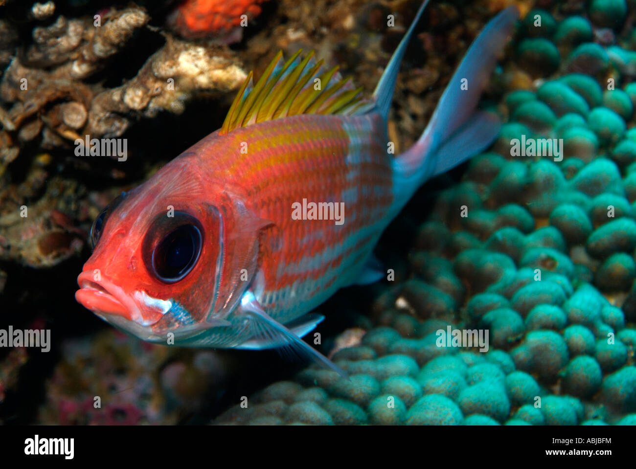Squirrelfish in Stetson Bank in the Gulf of Mexico, Texas Stock Photo ...