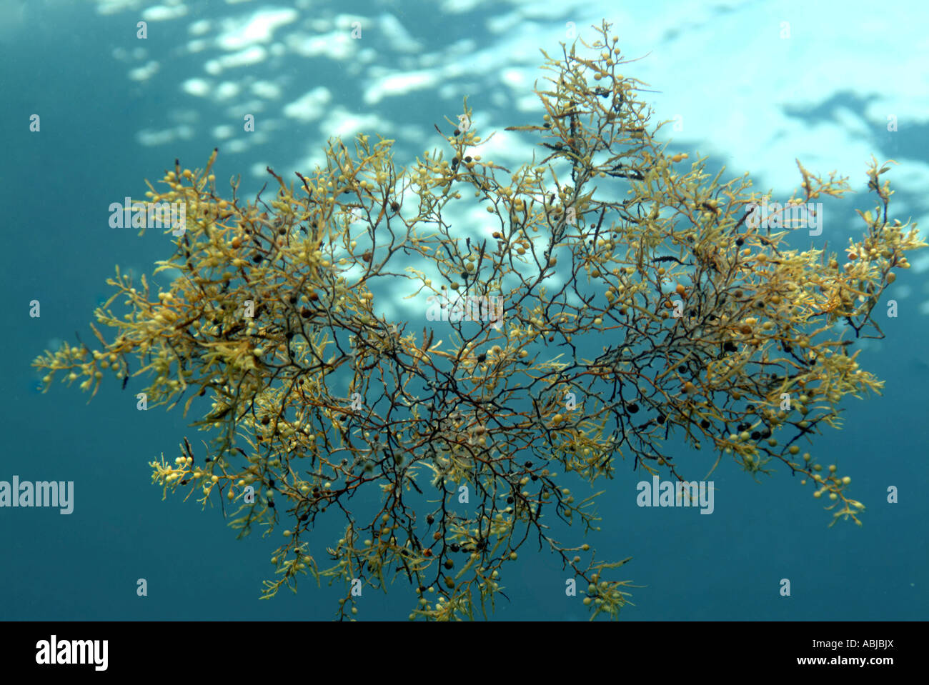 Sargassum floatting in the Gulf of Mexico, off Texas Stock Photo - Alamy