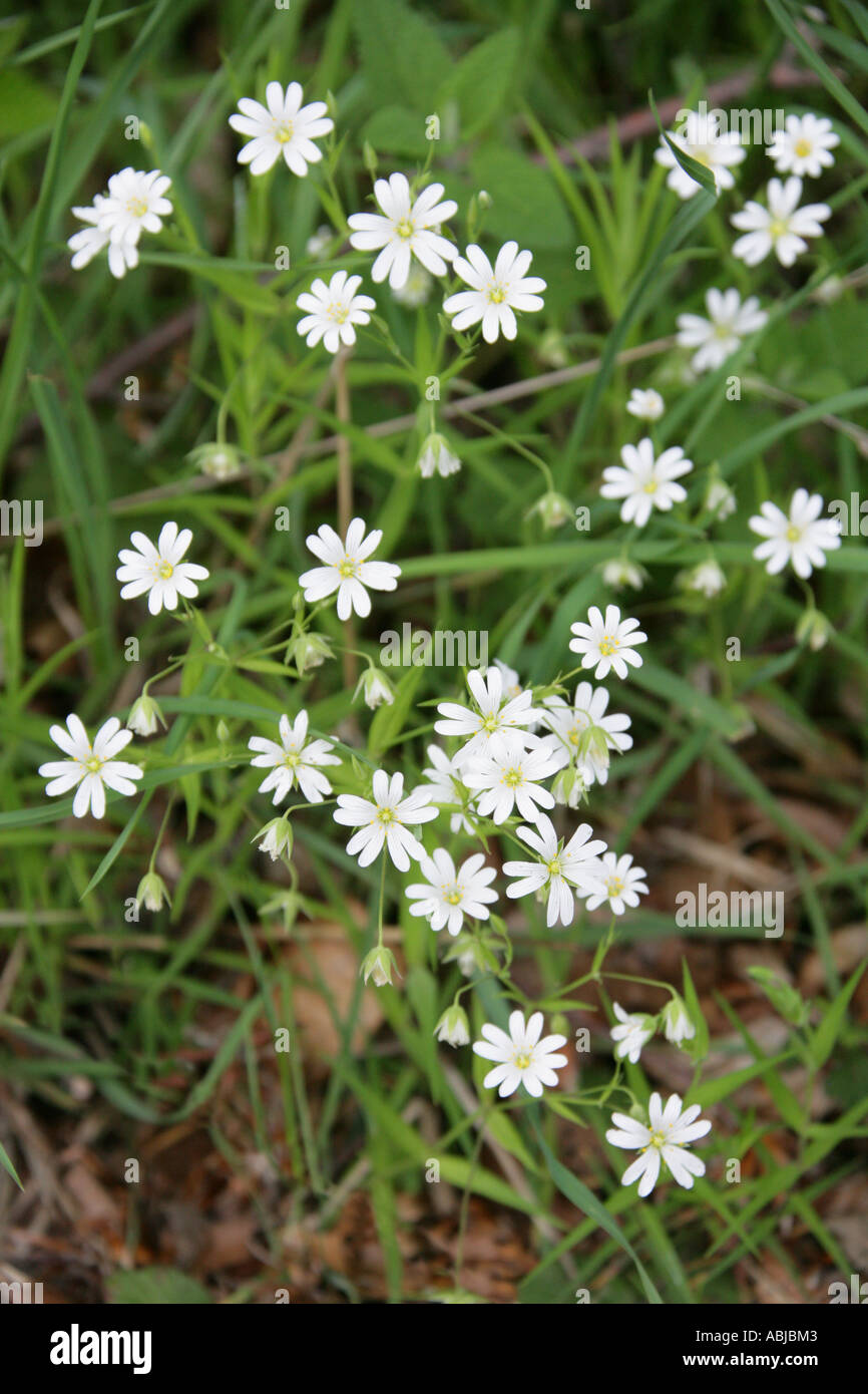 Great stitchwort hi-res stock photography and images - Alamy