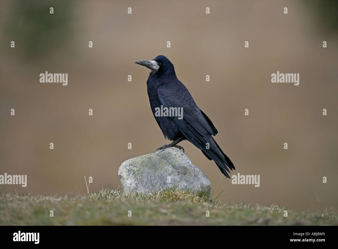 Rook scotland hi-res stock photography and images - Alamy