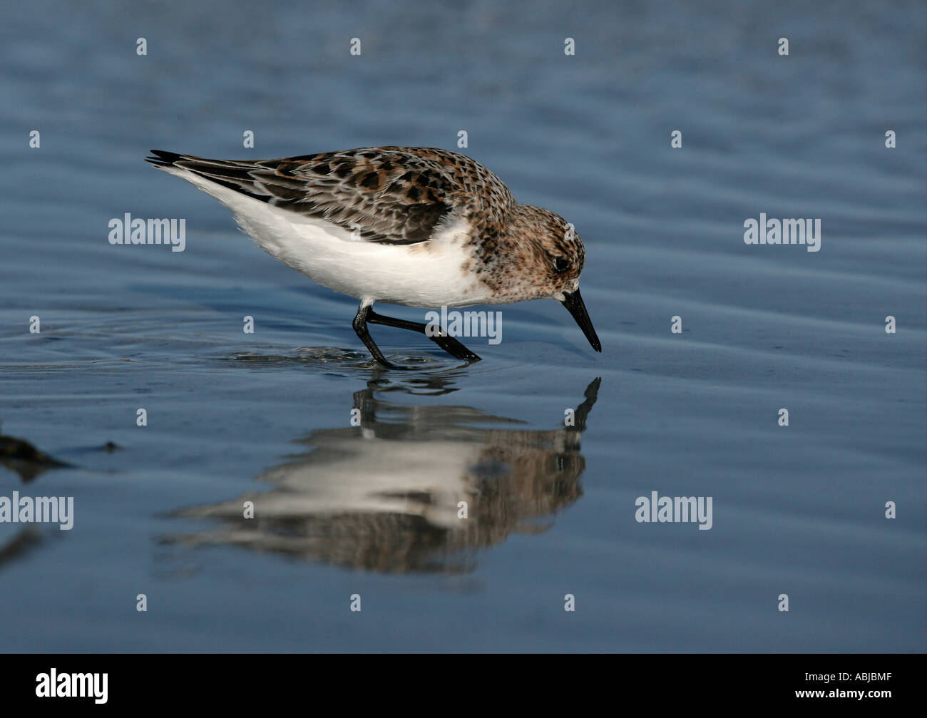 SANDERLING Calidris alba South Uist Hebrides Scotland Stock Photo - Alamy
