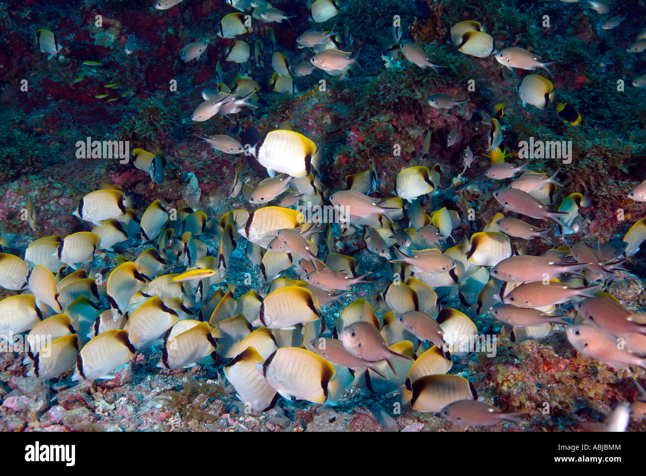 School of reef butterflyfish in Geyer Bank, the Gulf of Mexico Stock ...