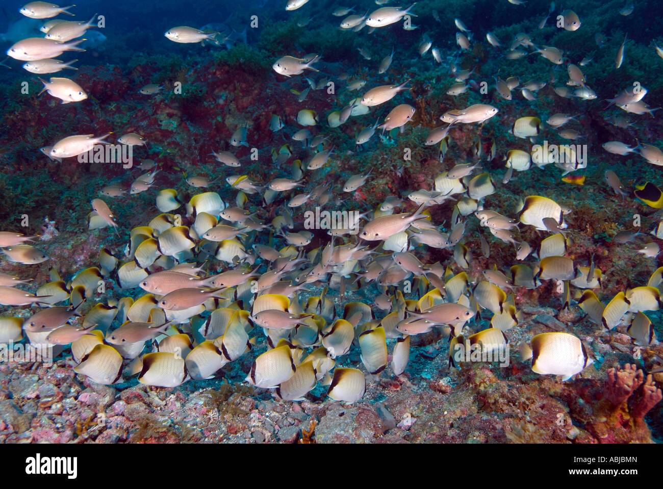 School of reef butterflyfish in Geyer Bank, the Gulf of Mexico Stock ...