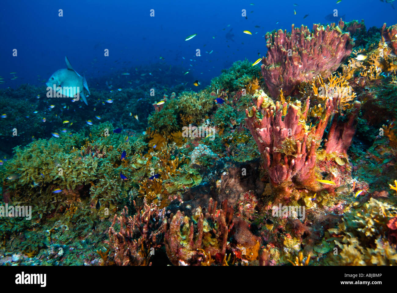 Mexico Marine Life