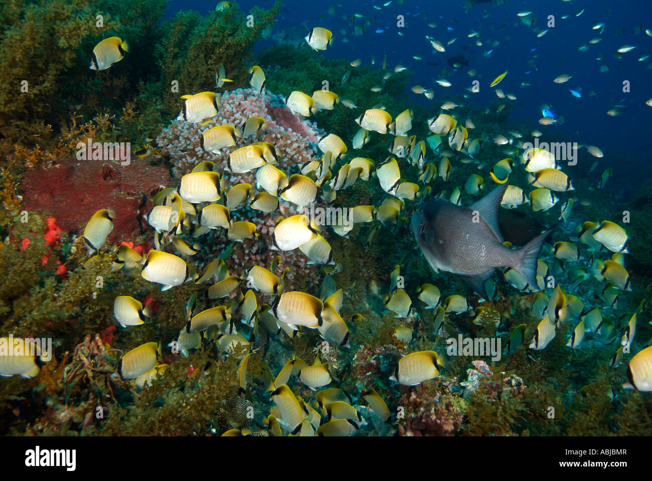 School of reef butterflyfish in Geyer Bank, Gulf of Mexico Stock Photo ...
