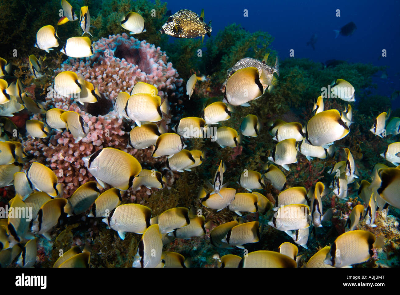 School of reef butterflyfish in Geyer Bank, Gulf of Mexico Stock Photo ...