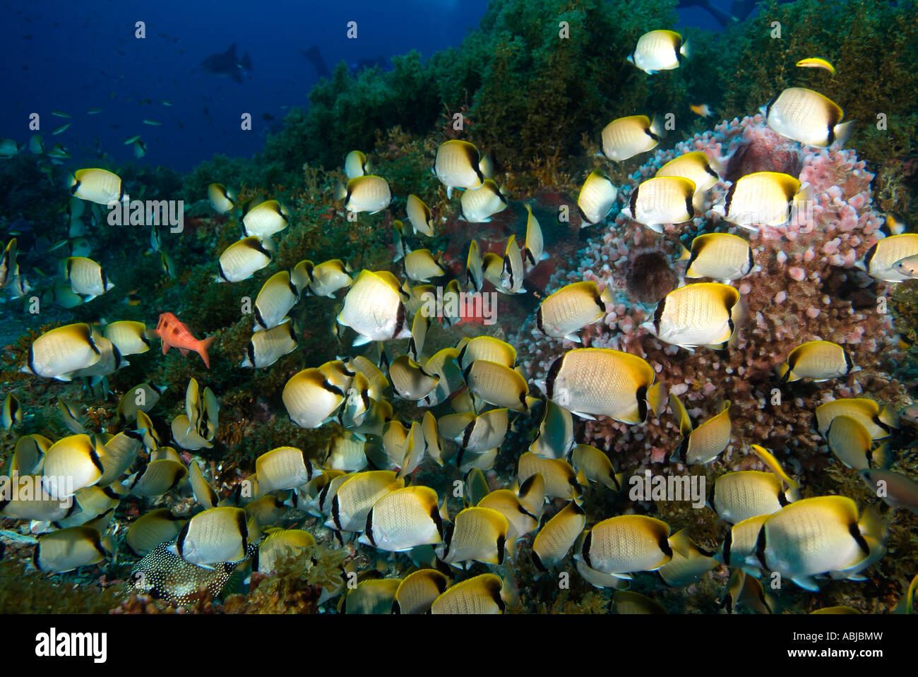 School of reef butterflyfish in Geyer Bank, Gulf of Mexico Stock Photo ...