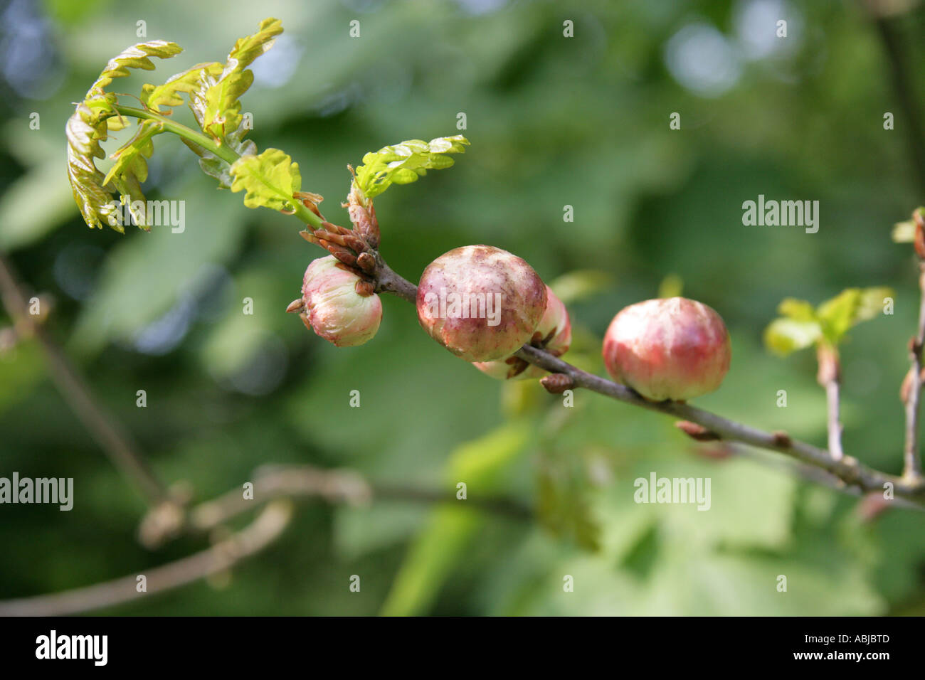 Oak Apple Gall Wasp Gall, Biorhiza pallida, Cynipoidea, Hymenoptera ...