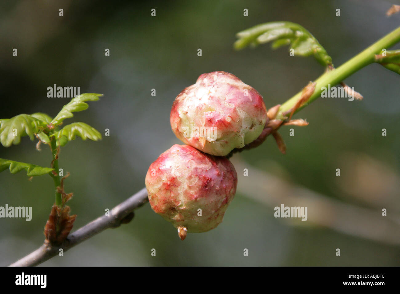 Oak Apple Gall Wasp Gall Biorhiza pallida, Cynipoidea, Hymenoptera ...